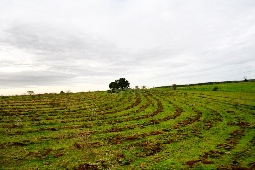 Cómo el Diseño Keyline Optimiza el Agua y Regenera tu Terreno – Koterra